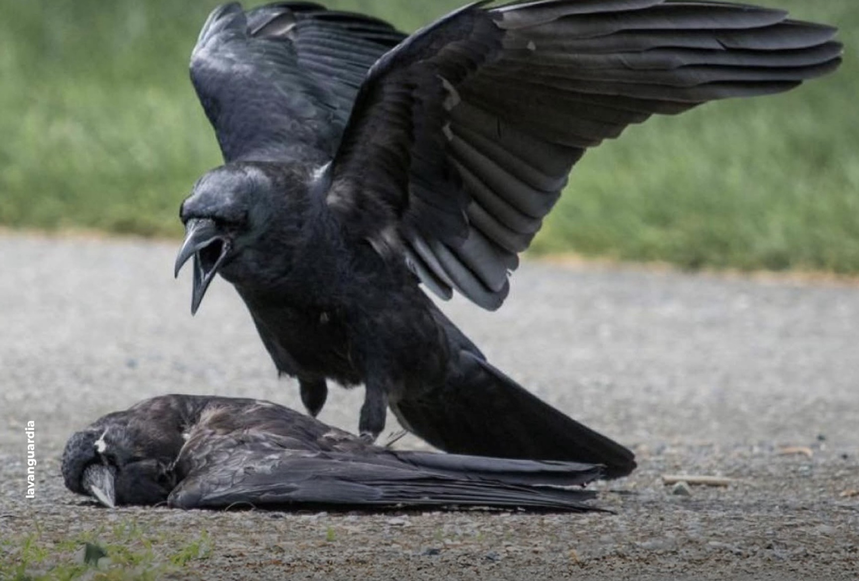 Los cuervos no olvidan: aves inteligentes que pueden guardar rencor por ...