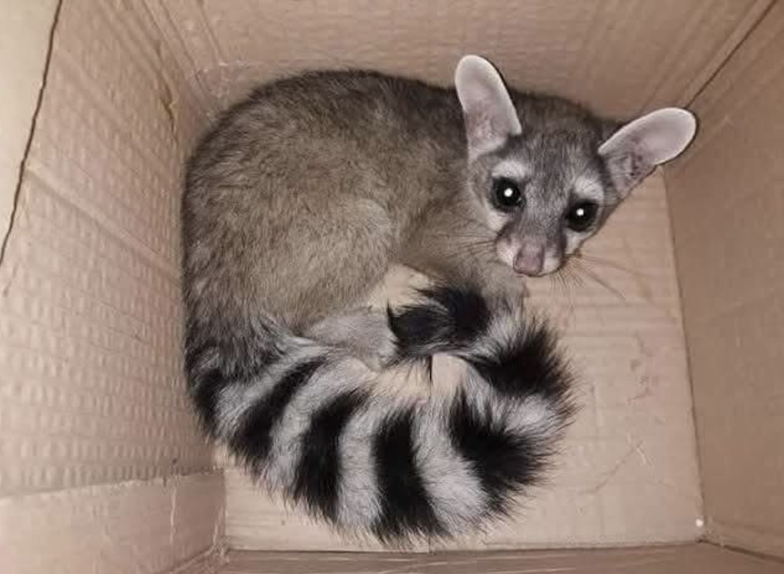Cacomixtle: el visitante nocturno que no debes temer – Chihuahua ES!